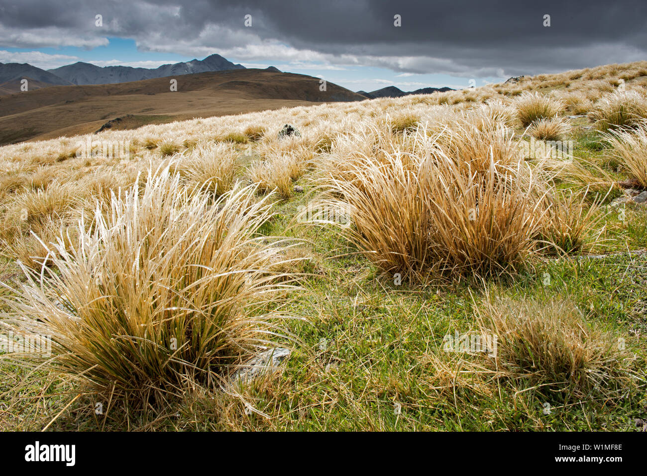 Ice covering tussock grass high up in the Hawkdun Range, Otago, South ...