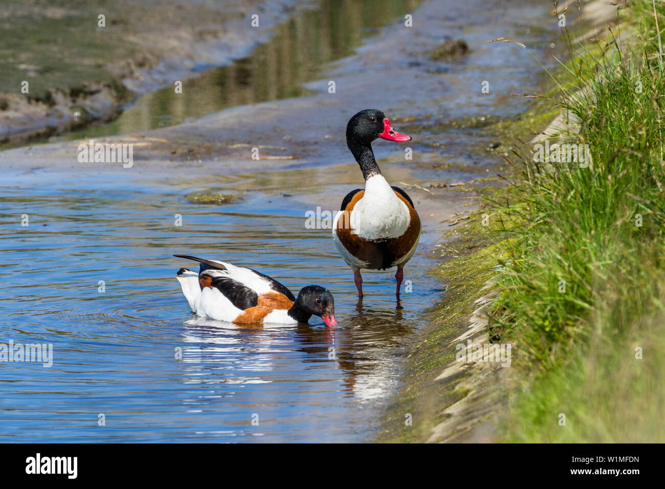 Shelduck germany hi-res stock photography and images - Alamy