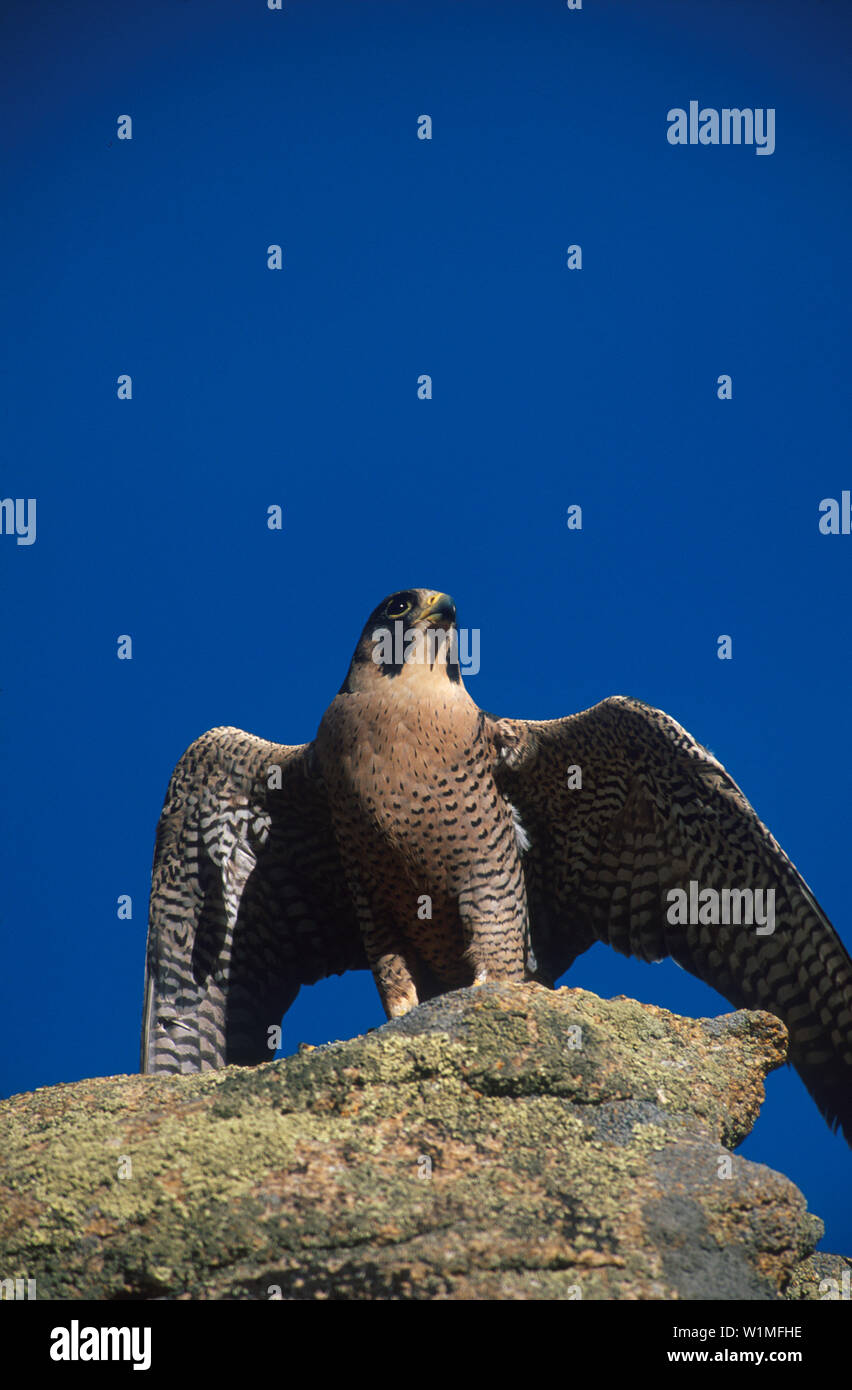 Wanderfalke hi-res stock photography and images - Alamy