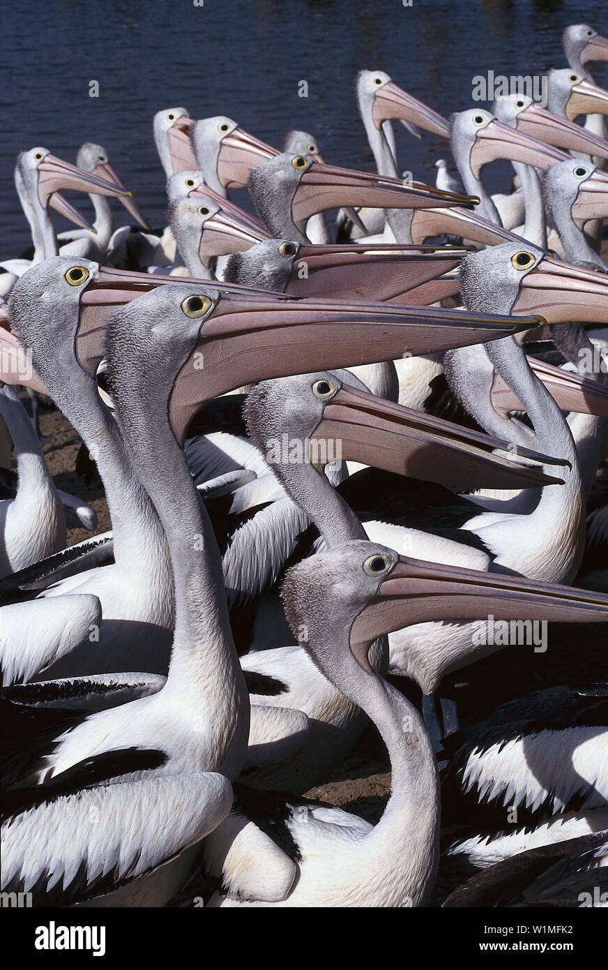 Yamba nsw hi-res stock photography and images - Alamy