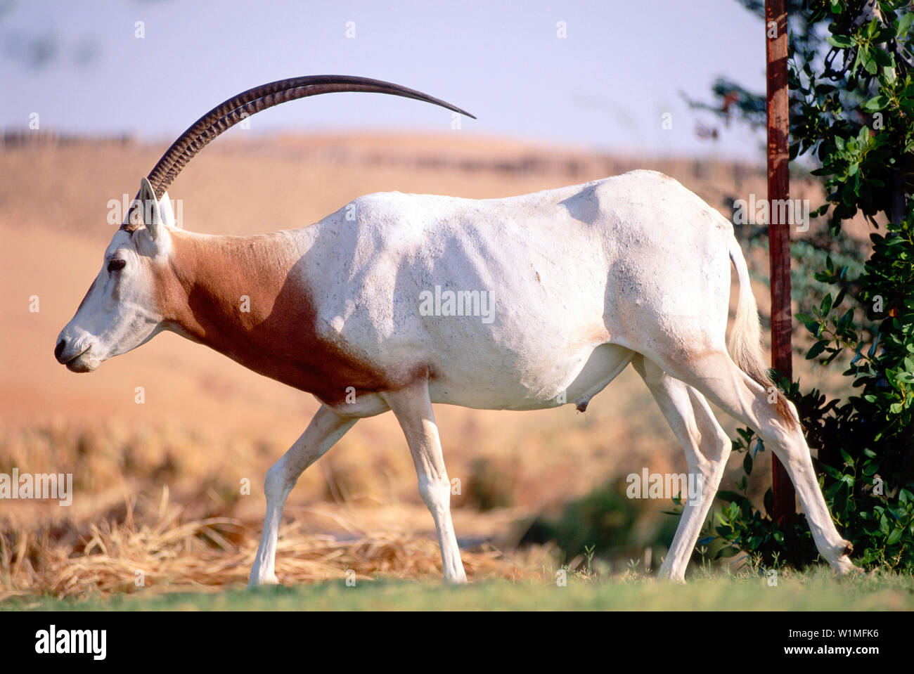 Oryx Antilope, Al Maha Desert Resort Dubai, V.A.E Stock Photo - Alamy