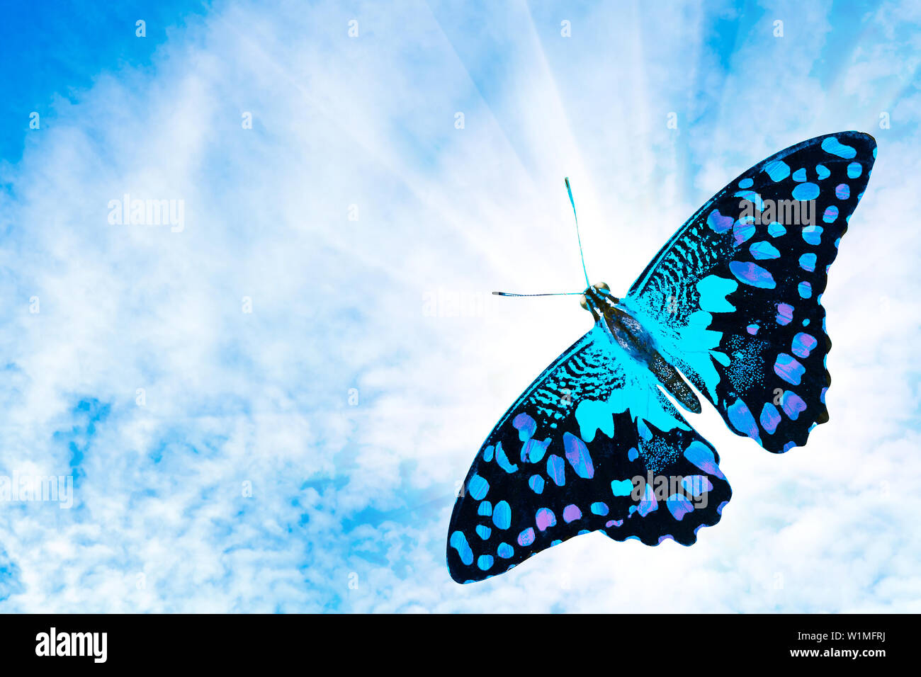 Flying Blue Butterfly