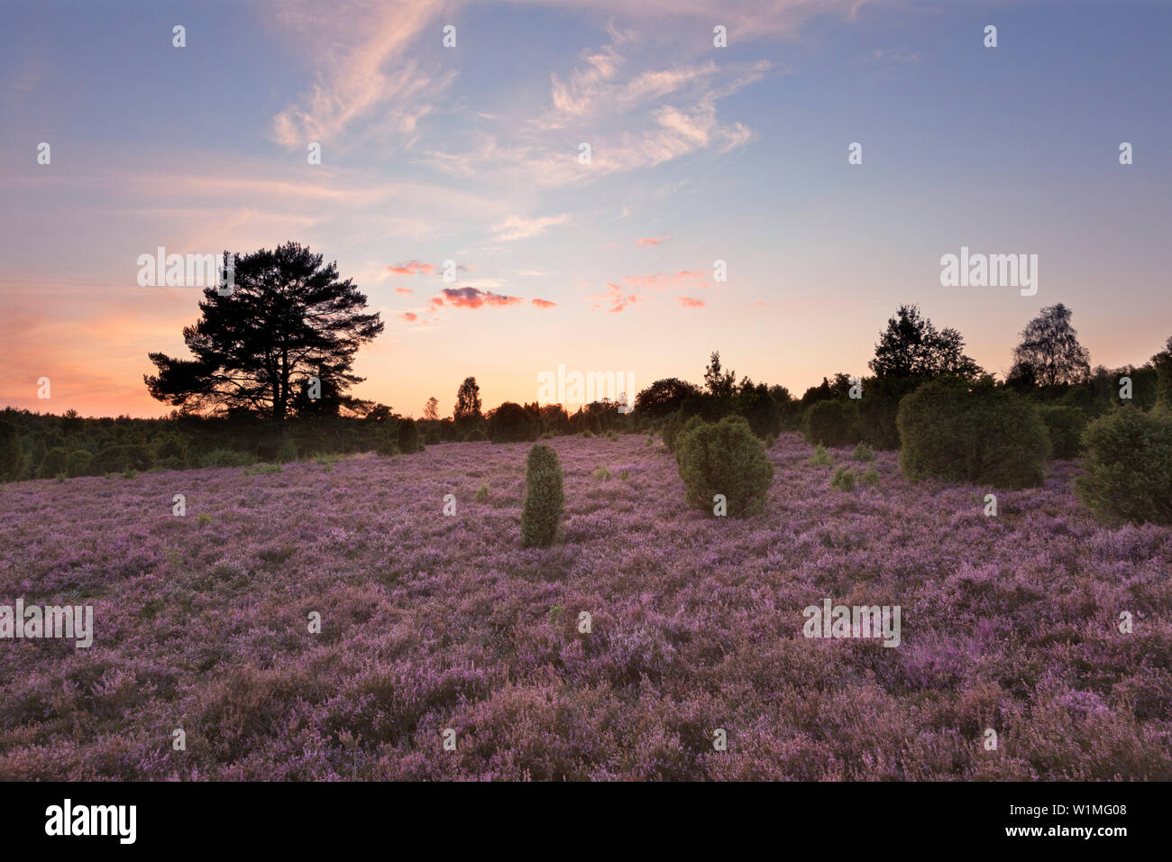 Lueneburger heide in germany hi-res stock photography and images - Alamy