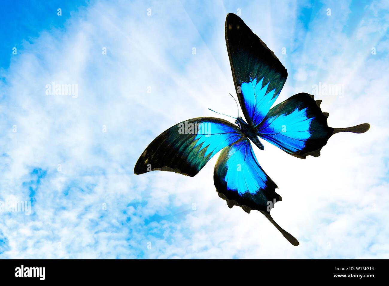 tropical flying blue butterfly with the sun against the sky Stock Photo ...