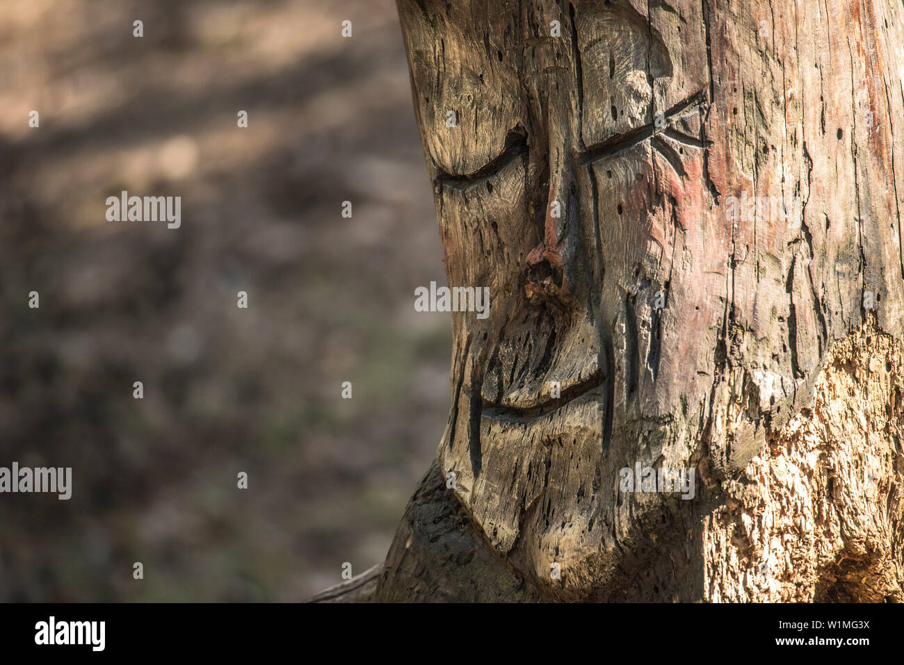 Carved tree face on a tree stump hi-res stock photography and images ...
