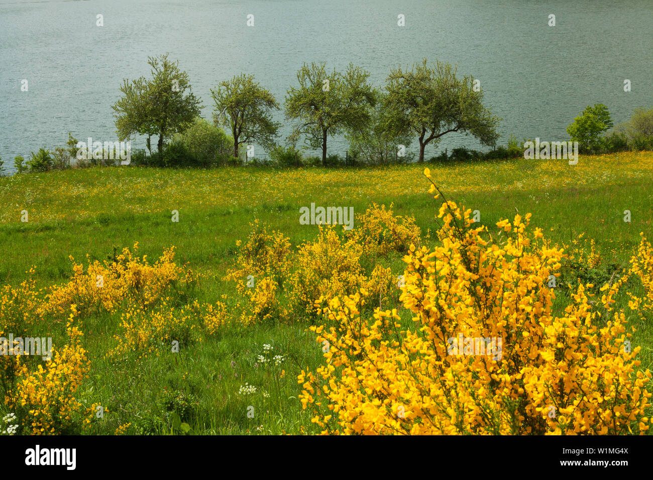Gorse at Meerfelder Maar, Vulkaneifel, Eifel, Rhineland-Palatinate ...