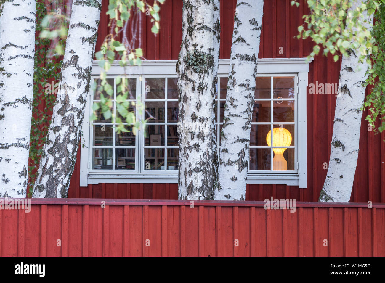 Swedish timber house painted in swedish red with birchs in front ...