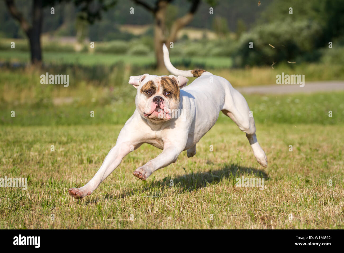 American Bulldog running Stock Photo - Alamy