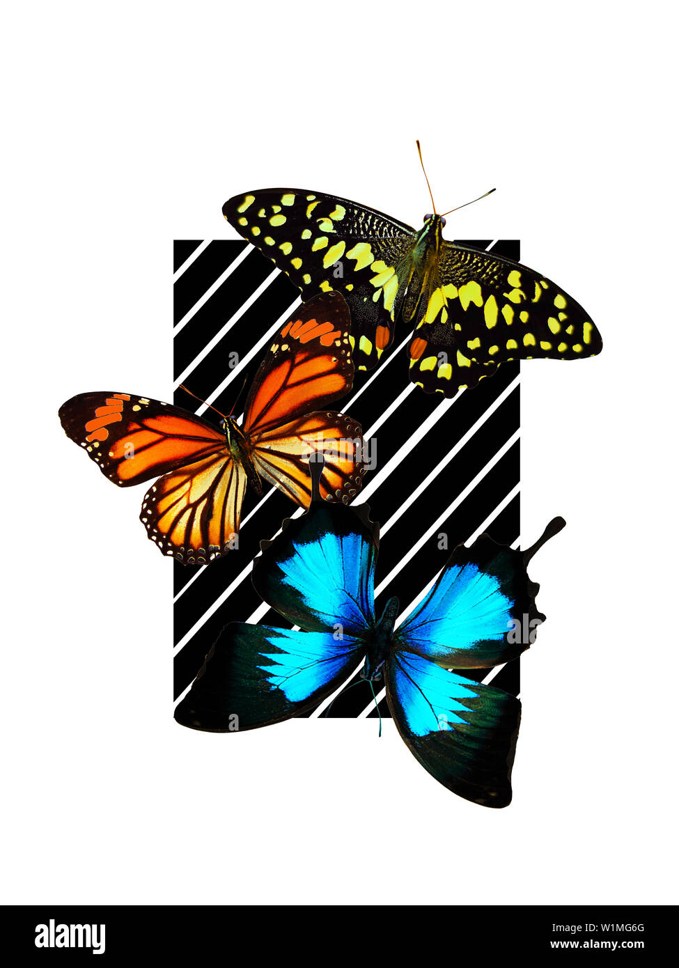 Multicolored Butterflies High Resolution Stock Photography and Images ...