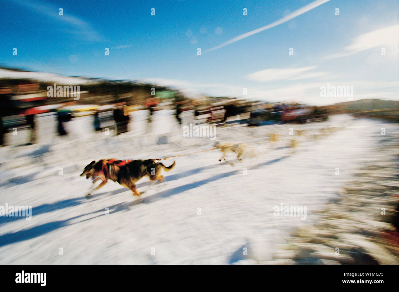 Sled-dog race, Yukon Quest Dogs Stock Photo - Alamy