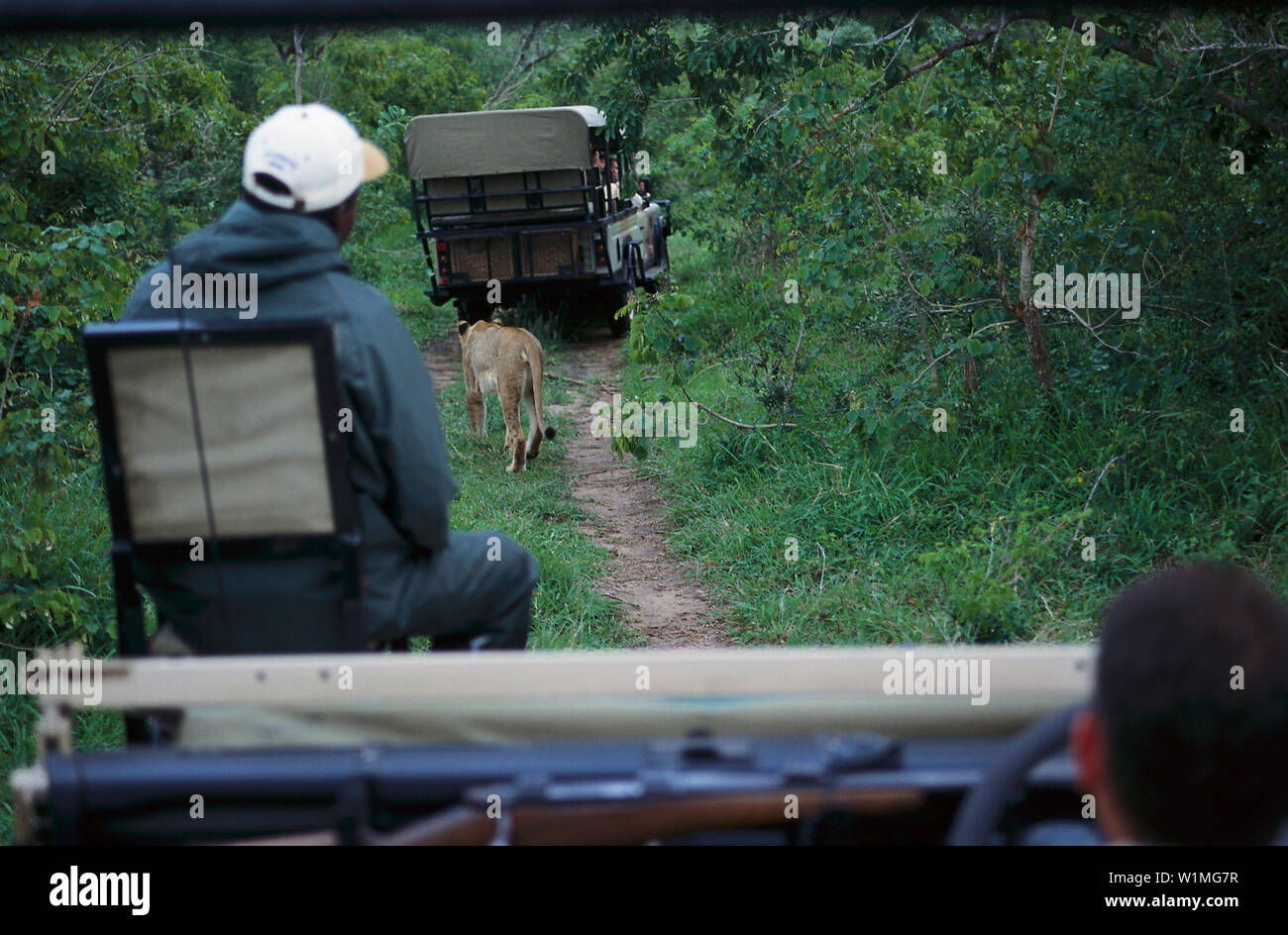 Game Drive, Ulusaba Game Reserve Sabi Sands, South Africa Stock Photo ...