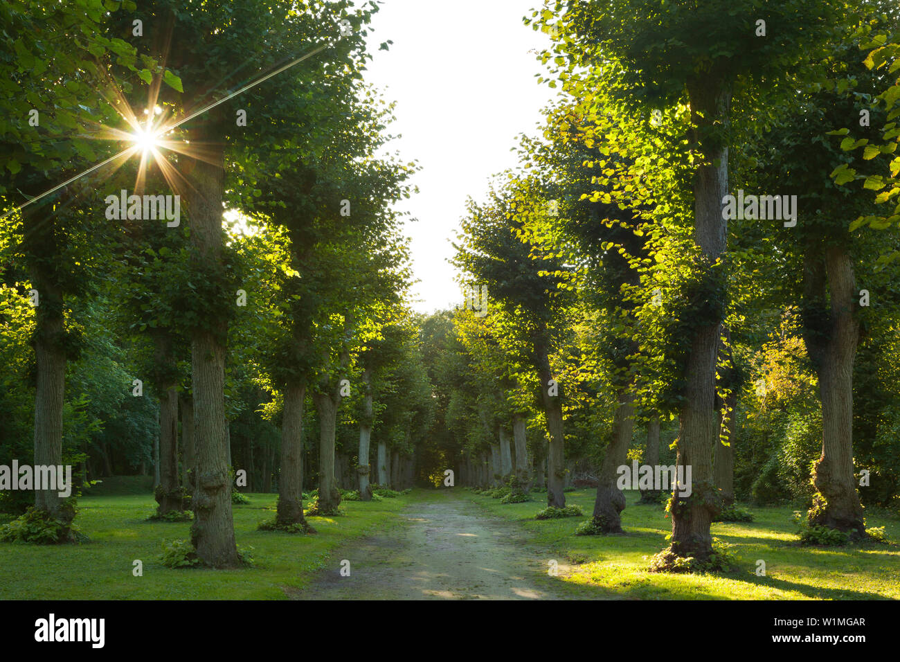 Lime alley, Kittendorf castle, Mecklenburg-Vorpommern, Germany Stock ...