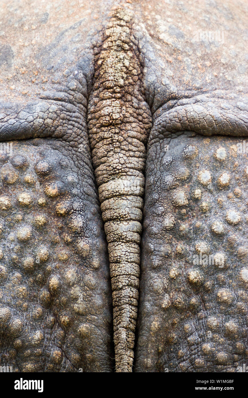 Great Indian Rhino, Rhinoceros unicornis, backside, captive Stock Photo ...