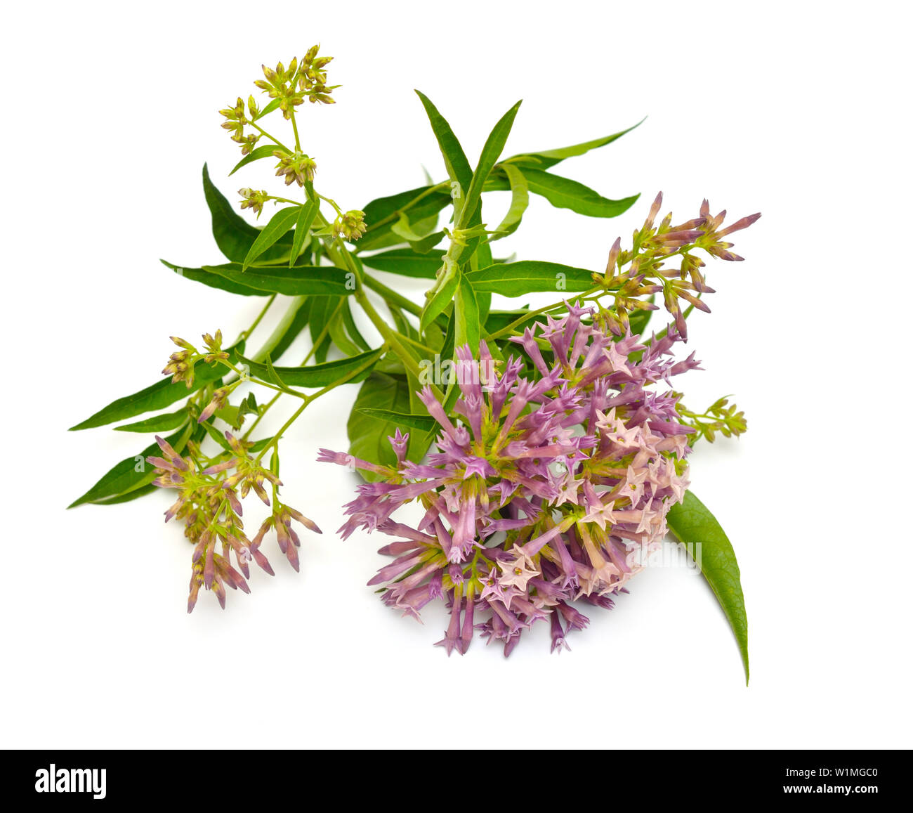 Cestrum elegans hi-res stock photography and images - Alamy