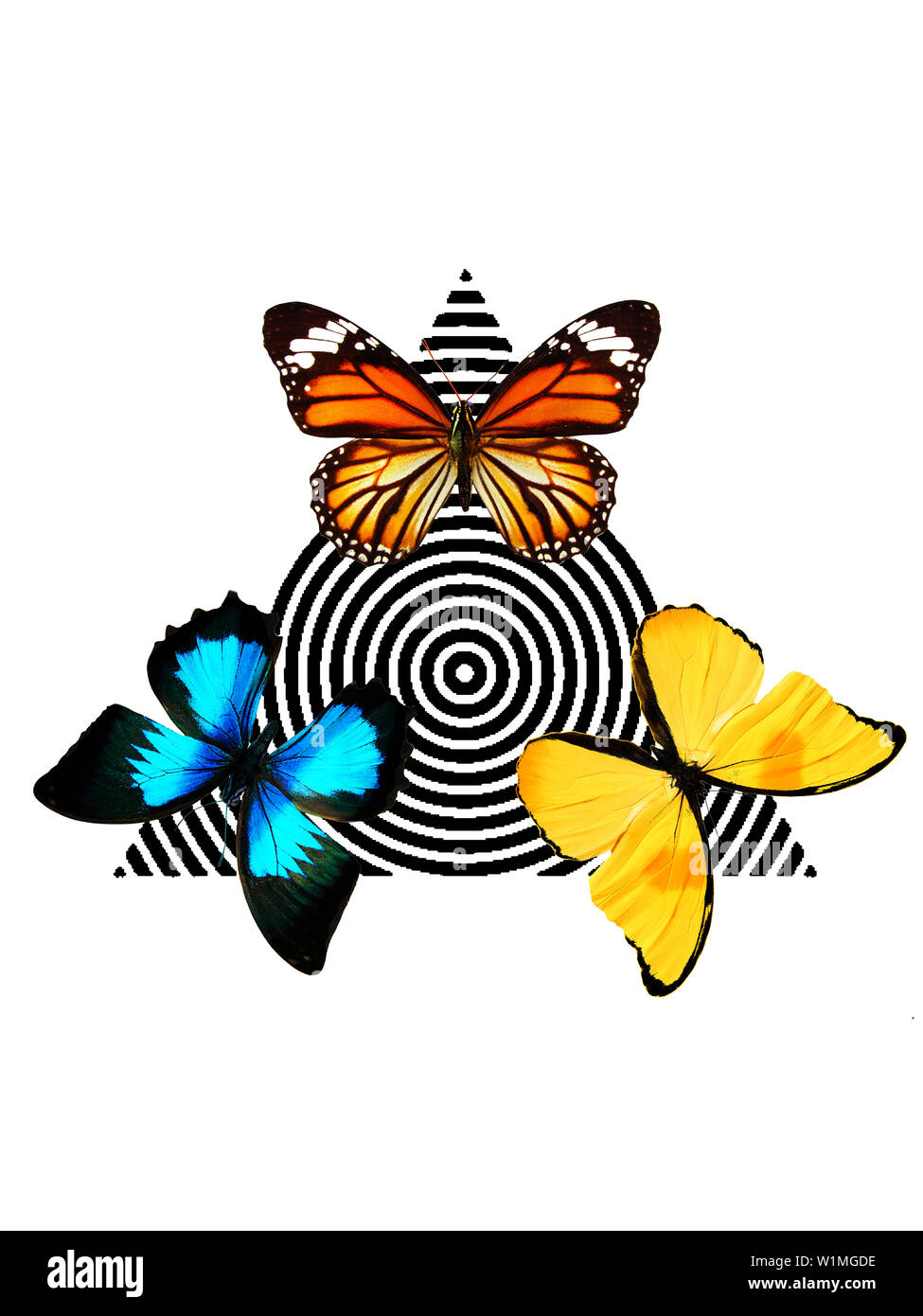 three colorful butterflies sit on a triangle of black stripes Stock ...