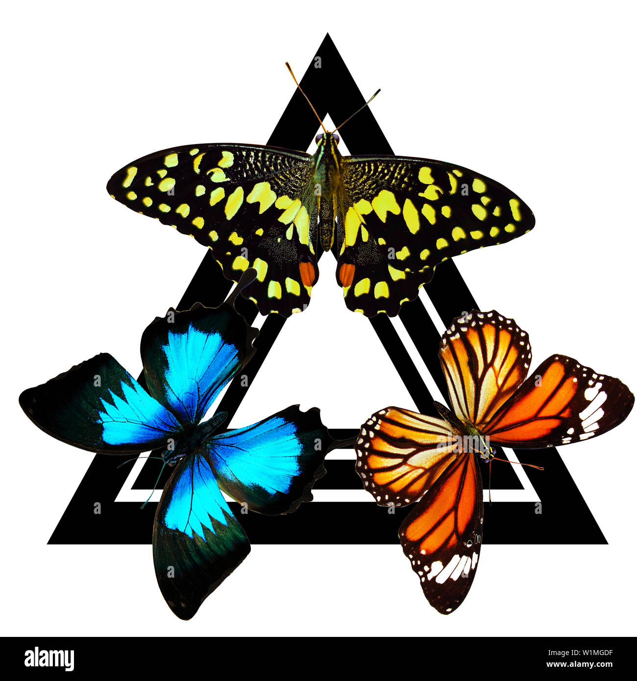 three colorful butterflies sit on a triangle of black stripes Stock ...