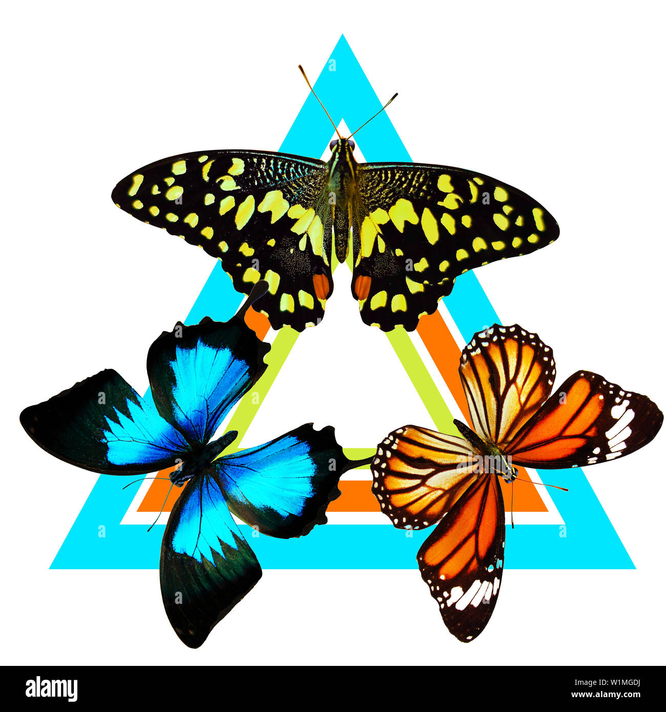 three colorful butterflies sit on a triangle of black stripes Stock ...
