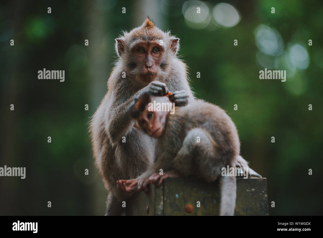 Monkey forest in Bali, ubud. Concept about nature and animals Stock ...