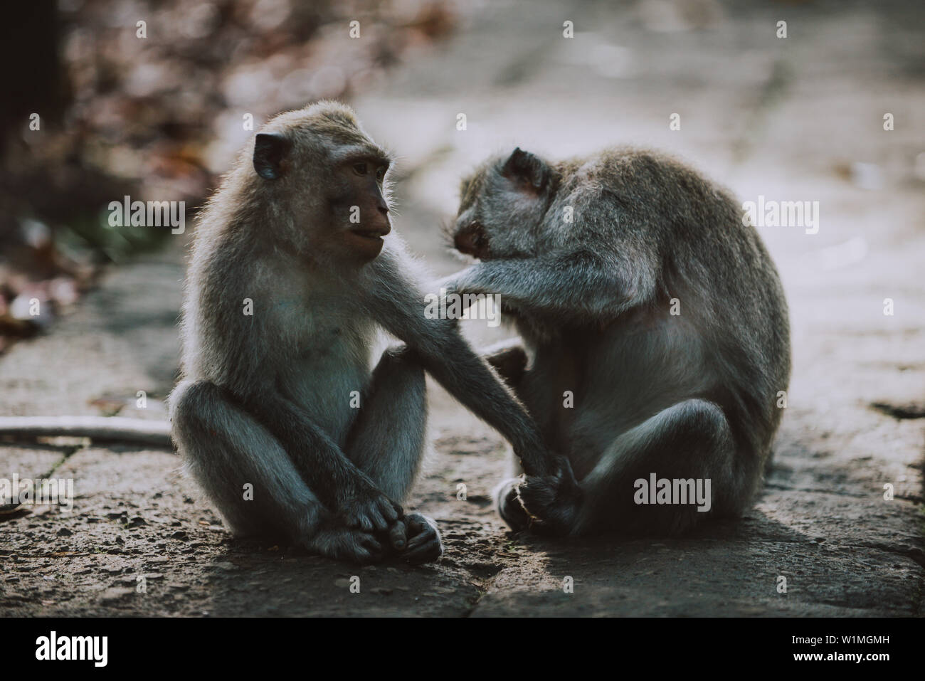Monkey forest in Bali, ubud. Concept about nature and animals Stock ...
