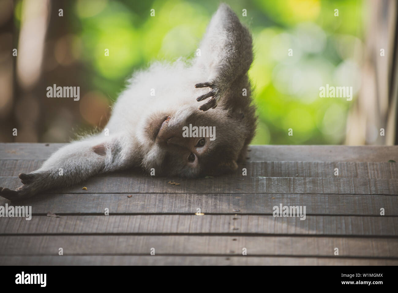 Monkey forest in Bali, ubud. Concept about nature and animals Stock ...