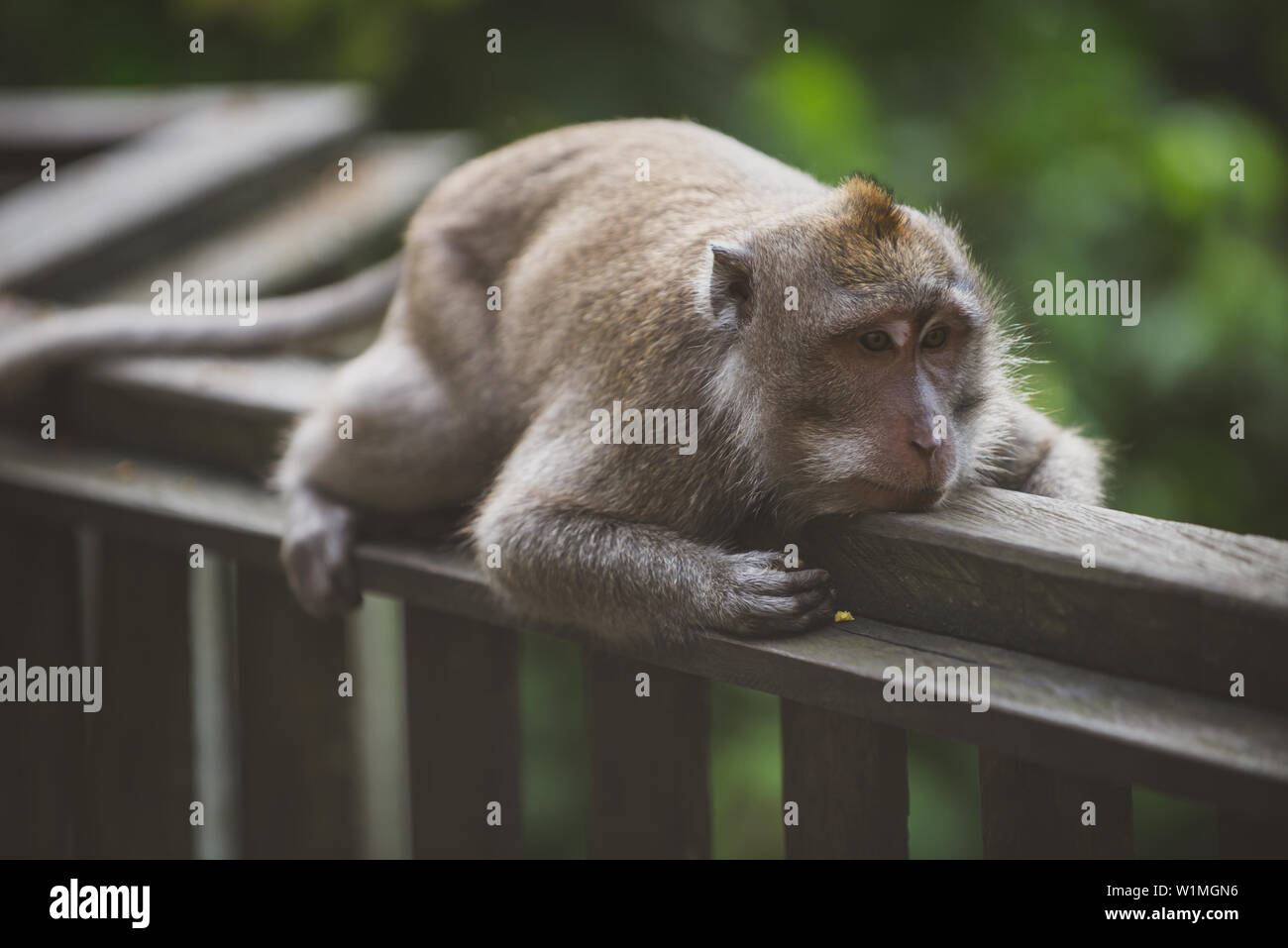 Monkey forest in Bali, ubud. Concept about nature and animals Stock ...