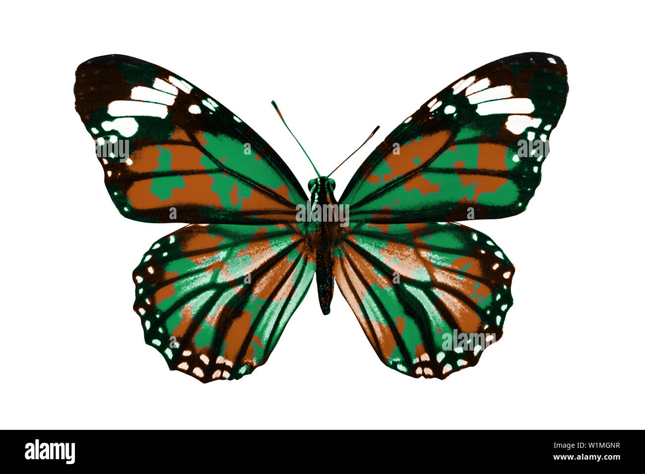 khaki military butterfly. isolated on white background Stock Photo - Alamy