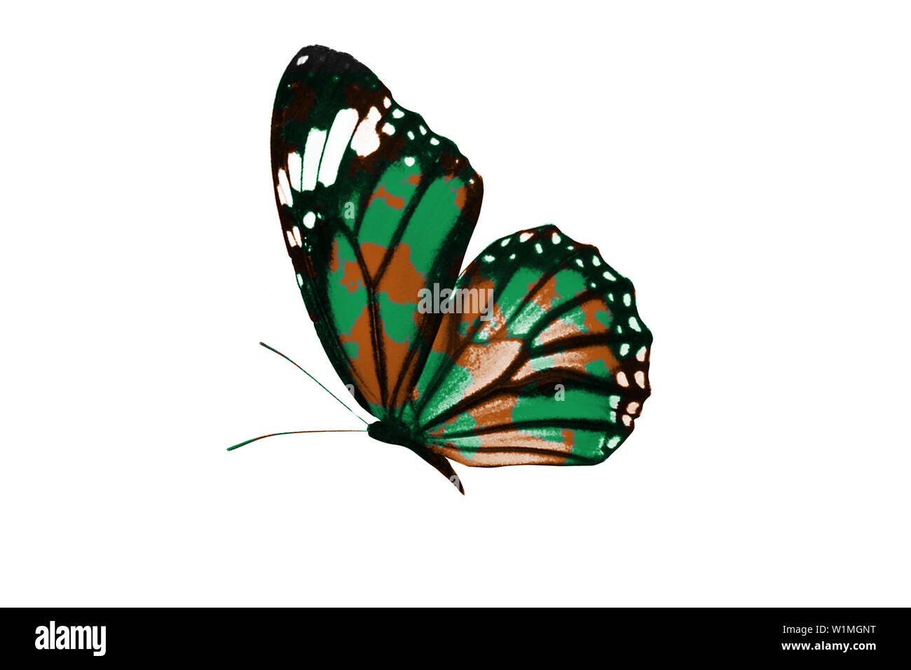 khaki military butterfly. isolated on white background Stock Photo - Alamy