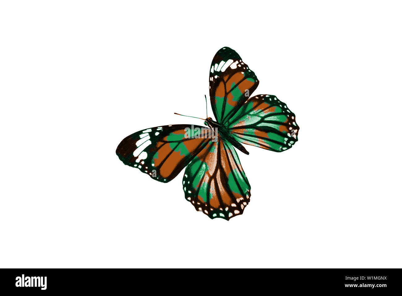 khaki military butterfly. isolated on white background Stock Photo - Alamy