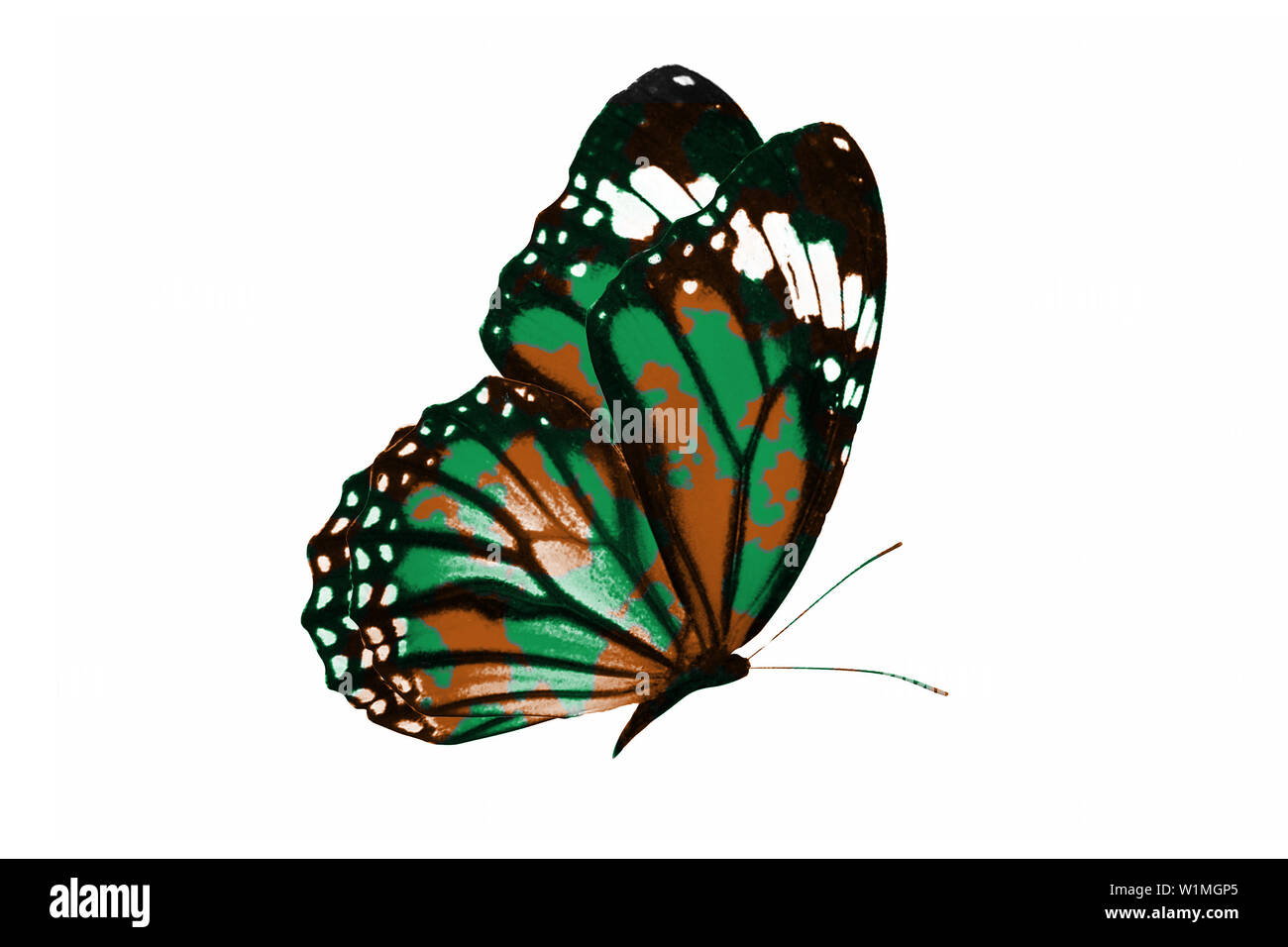 khaki military butterfly. isolated on white background Stock Photo - Alamy