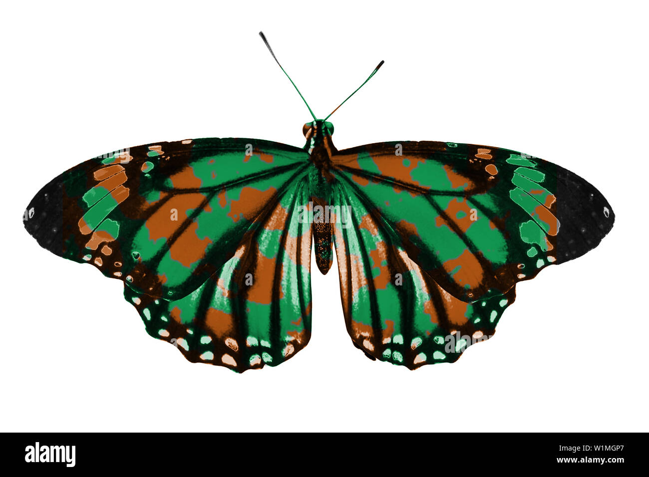 khaki military butterfly. isolated on white background Stock Photo - Alamy