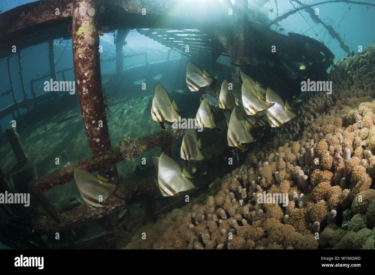 Shoal of Longfin Batfish on small Wreck, Platax teira, Florida Islands ...