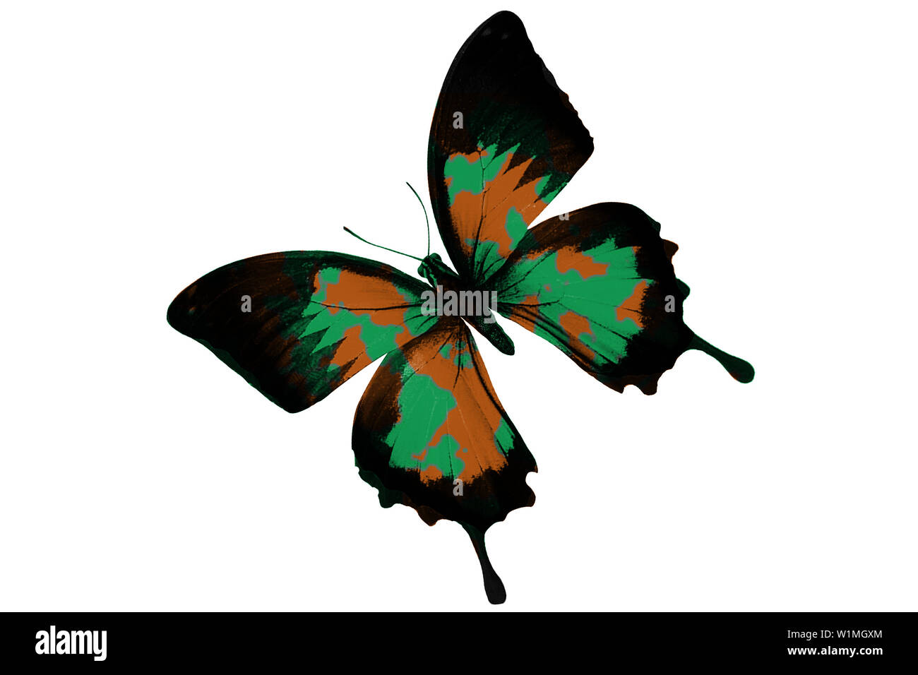 khaki military butterfly. isolated on white background Stock Photo - Alamy