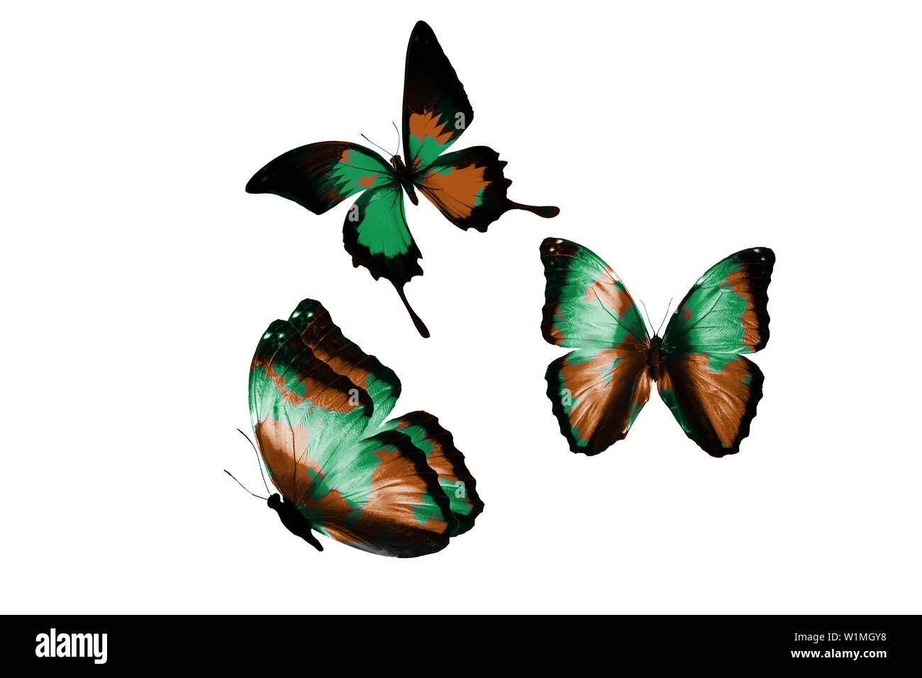 khaki military butterfly. isolated on white background Stock Photo - Alamy