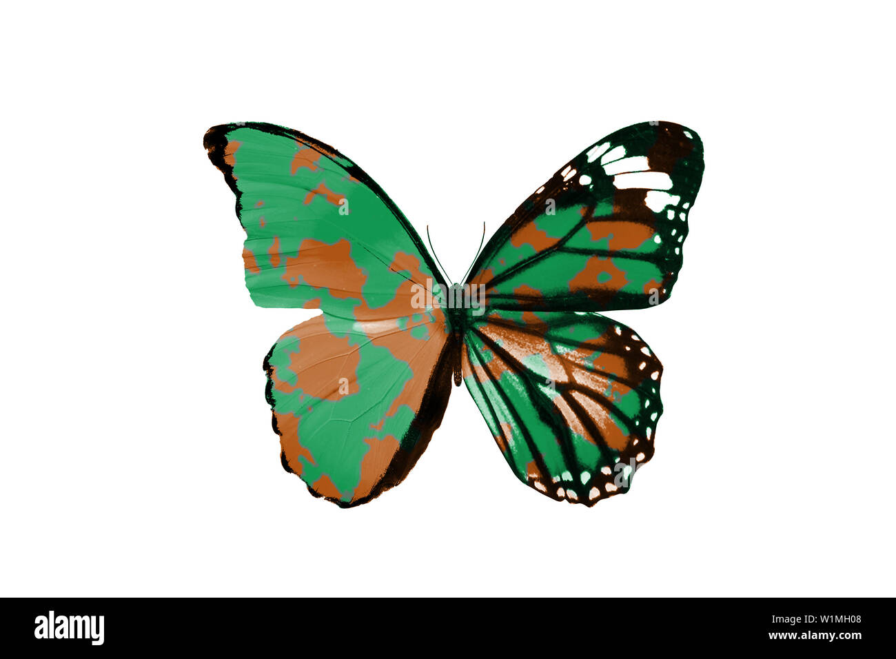 khaki military butterfly. isolated on white background Stock Photo - Alamy