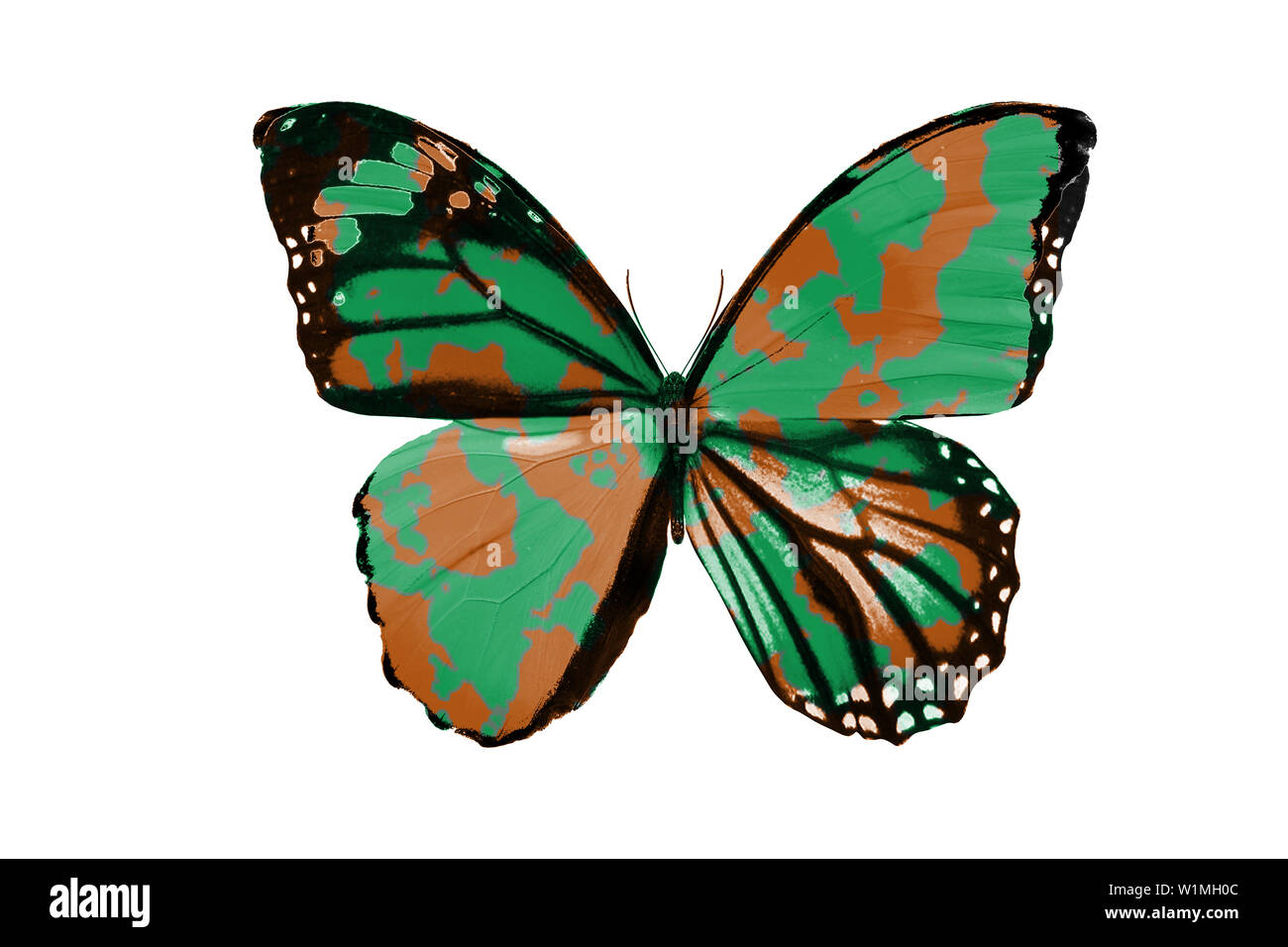 khaki military butterfly. isolated on white background Stock Photo - Alamy