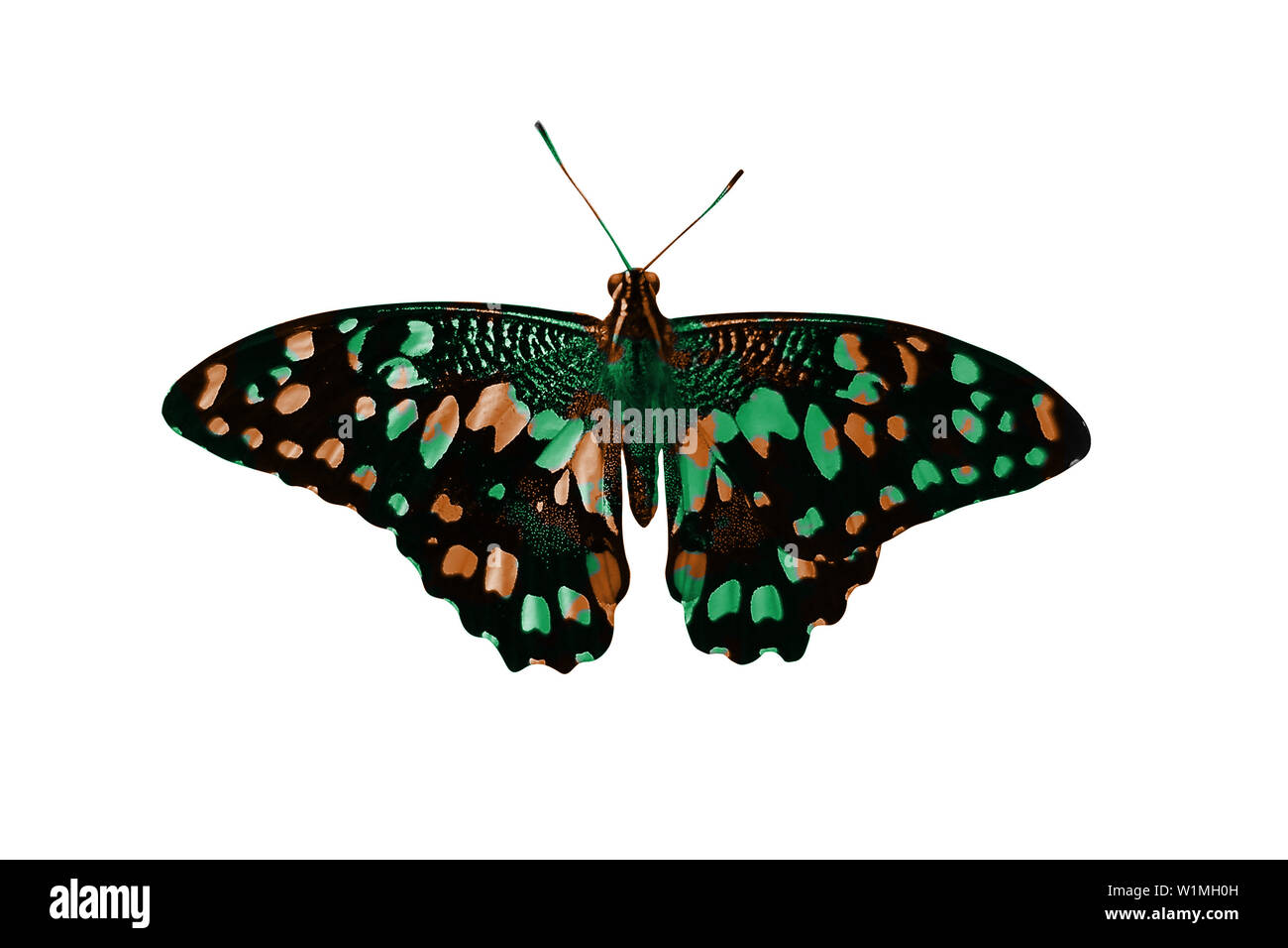 khaki military butterfly. isolated on white background Stock Photo - Alamy