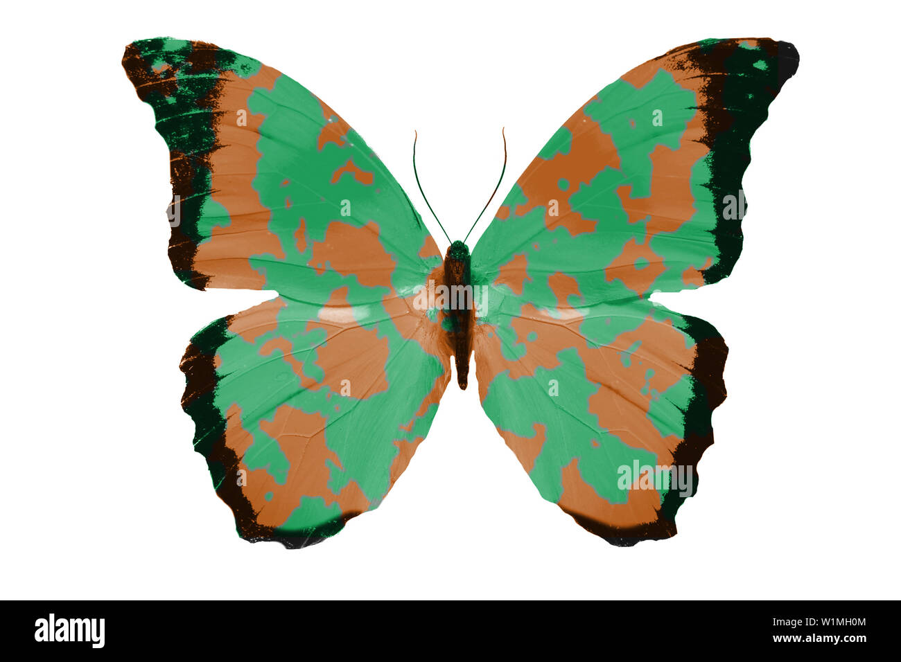 khaki military butterfly. isolated on white background Stock Photo - Alamy