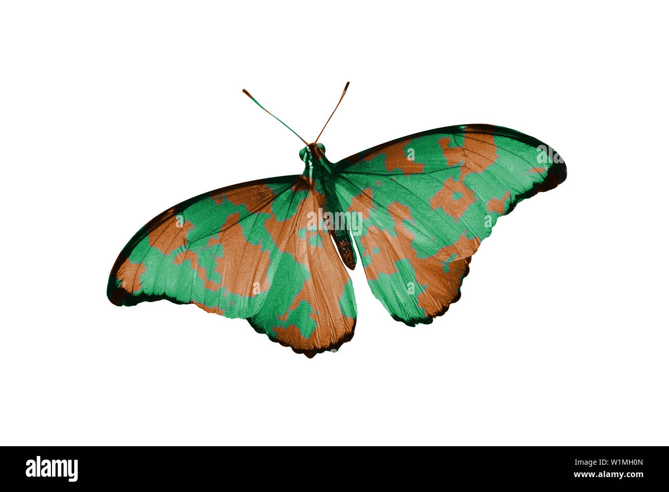 khaki military butterfly. isolated on white background Stock Photo - Alamy