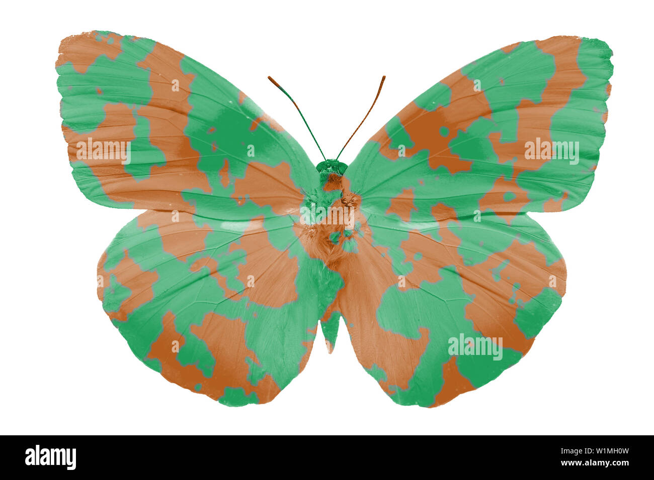 khaki military butterfly. isolated on white background Stock Photo - Alamy