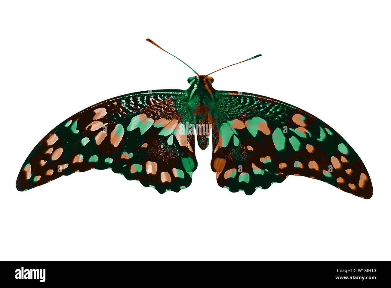 khaki military butterfly. isolated on white background Stock Photo - Alamy