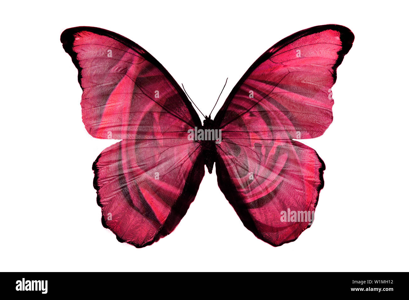 butterfly with a pattern of roses on the wings. isolated on white ...