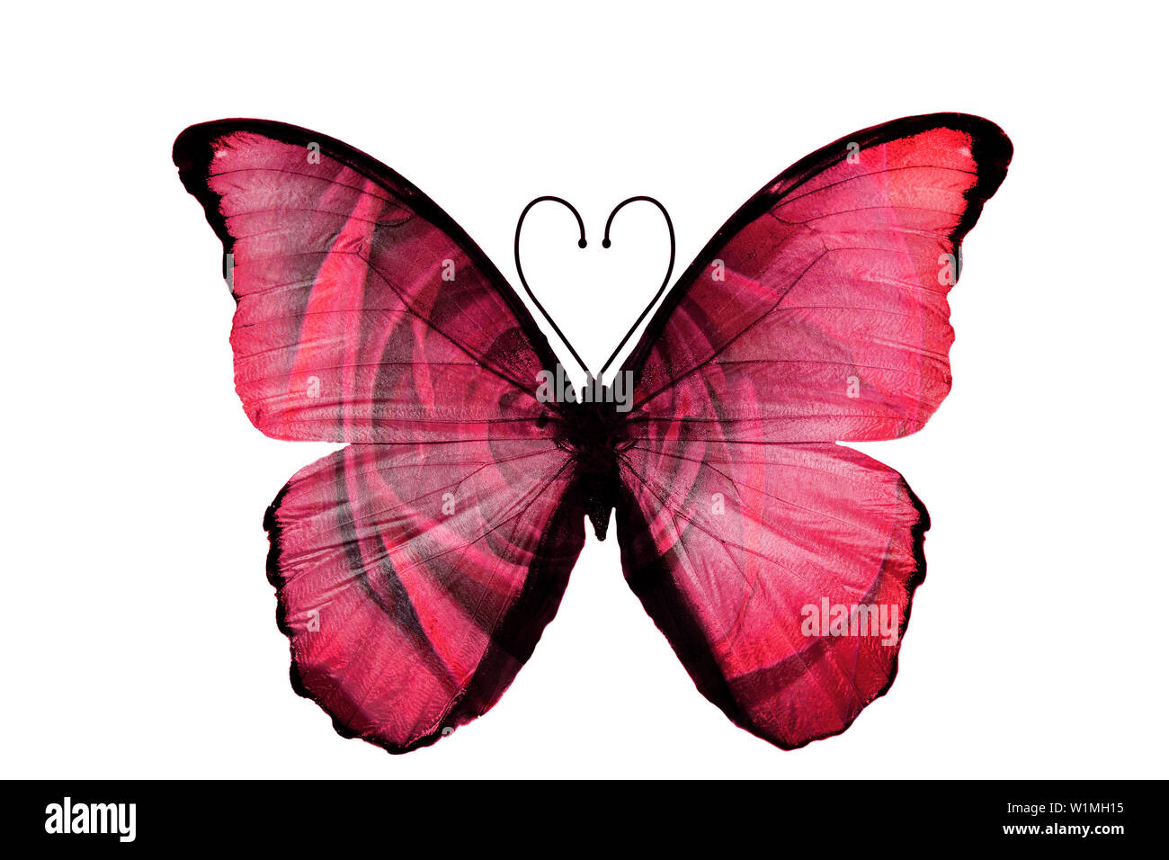 butterfly with a pattern of roses on the wings. isolated on white ...