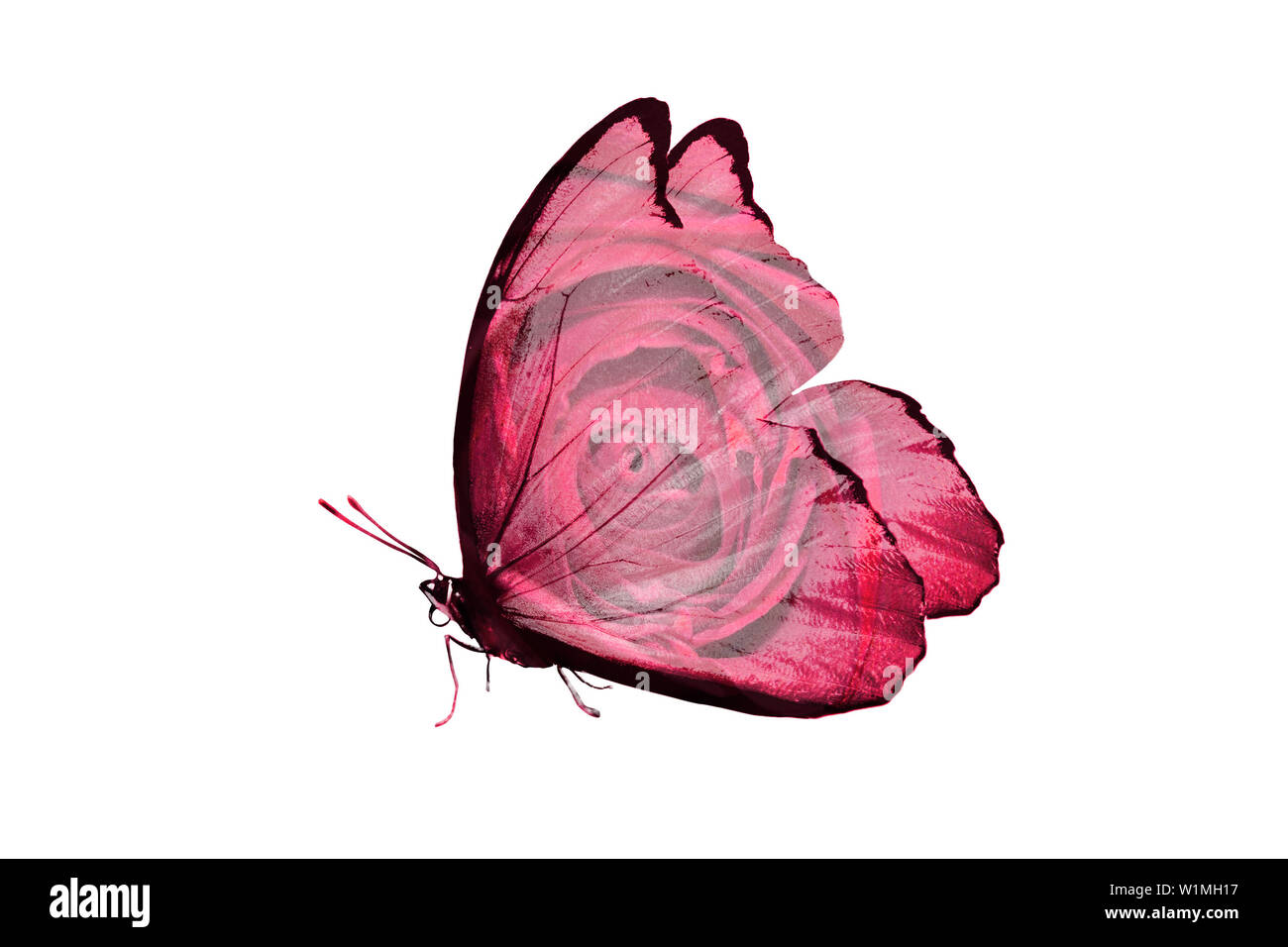 butterfly with a pattern of roses on the wings. isolated on white ...