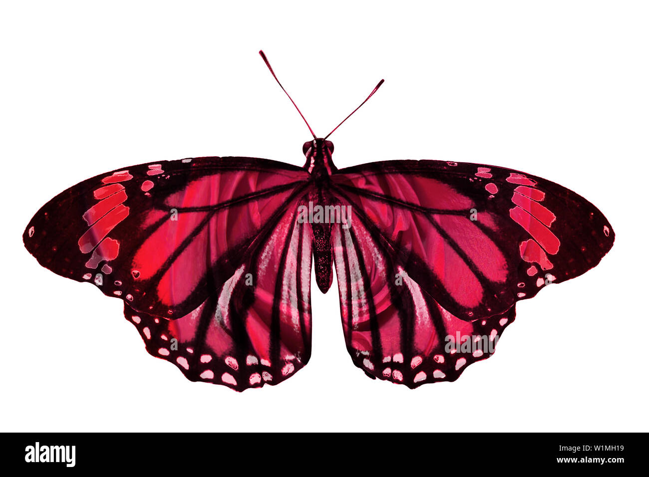 butterfly with a pattern of roses on the wings. isolated on white ...