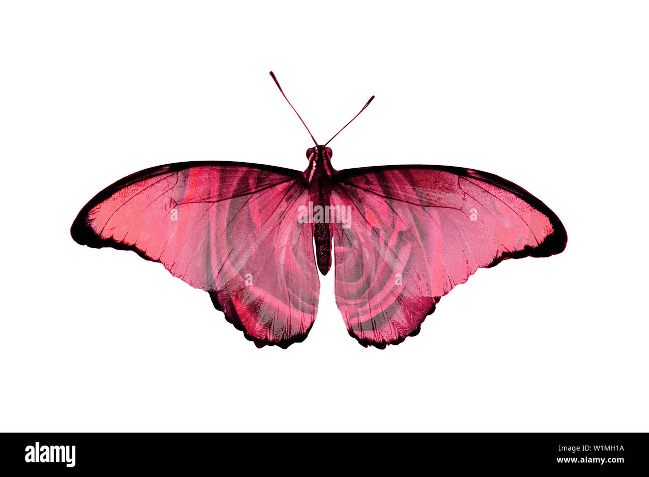 butterfly with a pattern of roses on the wings. isolated on white ...