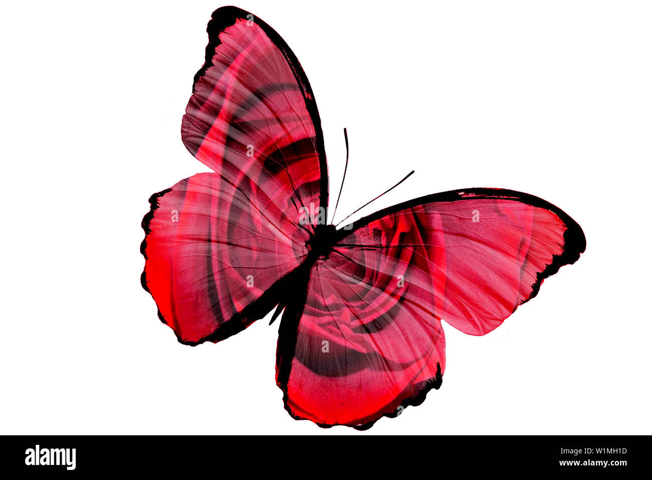 butterfly with a pattern of roses on the wings. isolated on white ...