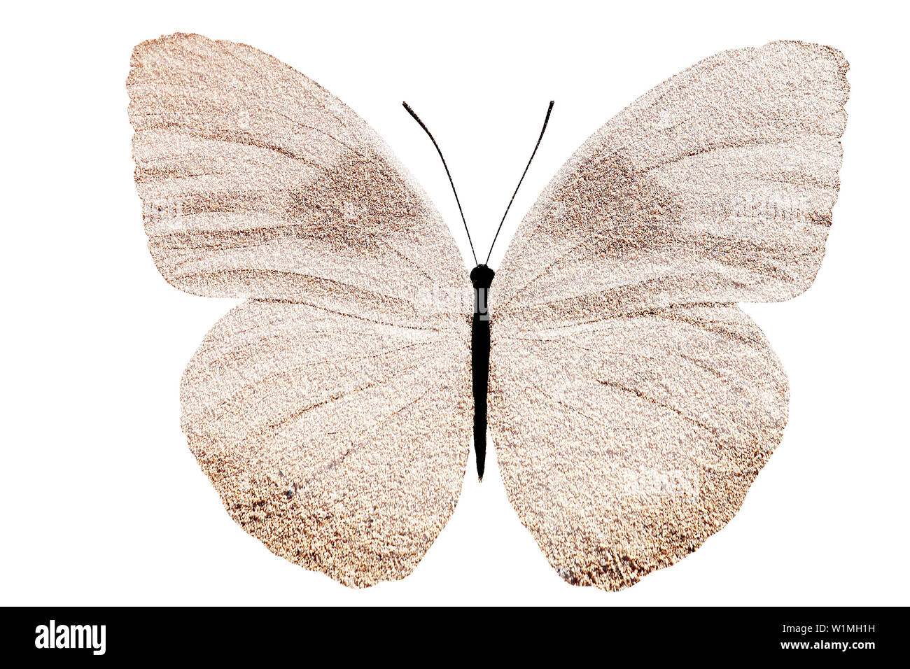 butterfly with sand texture on the wings. isolated on white background ...