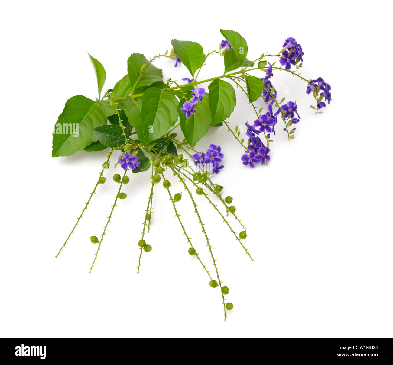Leaf of duranta hi-res stock photography and images - Alamy
