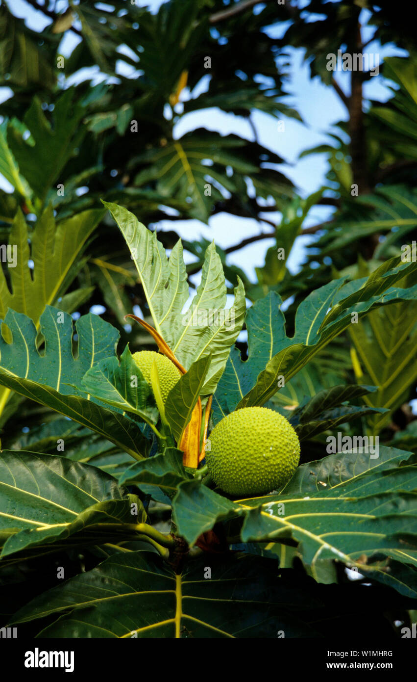 Hatiheu High Resolution Stock Photography and Images - Alamy