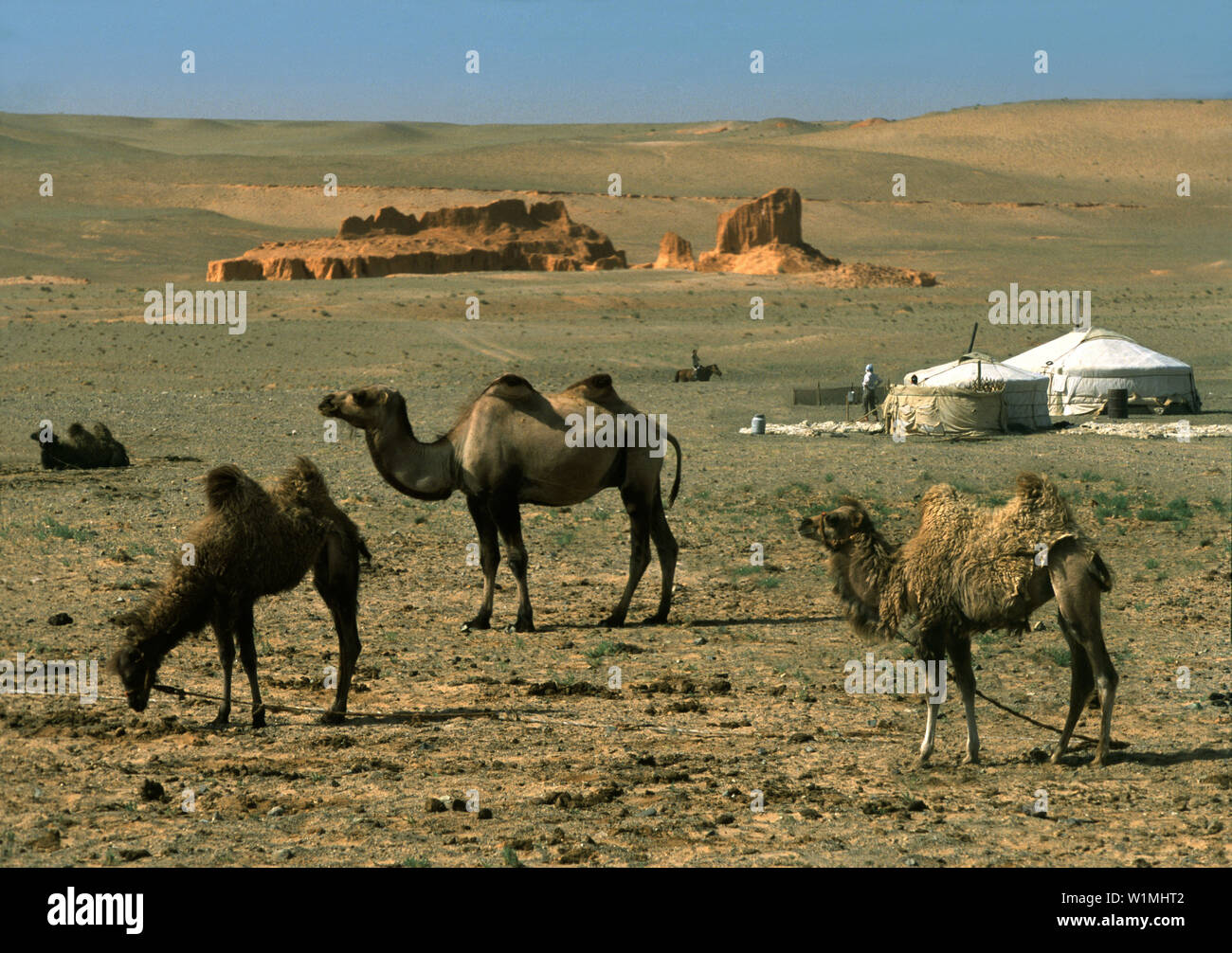 Camels, yurts, desert, Gobi Desert, Mongolia Asia Stock Photo - Alamy